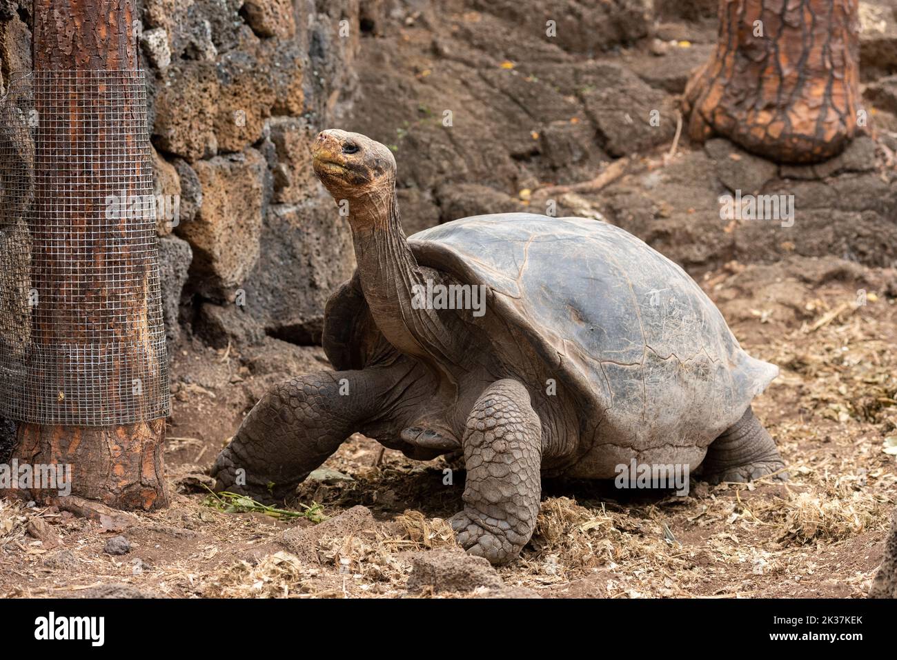 A large giant tortoise with its enormous size native and unique to the ...