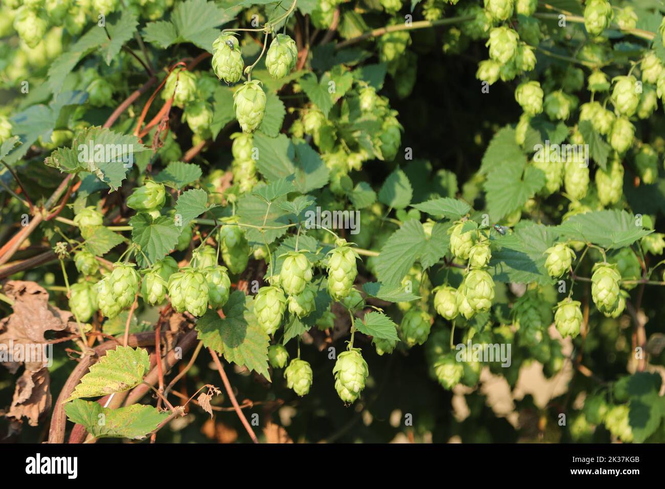 ripe hop flowers on the plant for use in the berwing industry and for ...