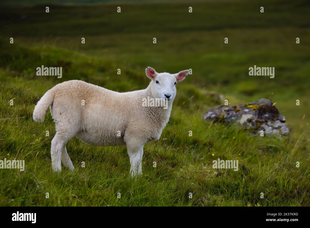 Image of a young lamb posing for the camera on the Isle of Skye in the ...