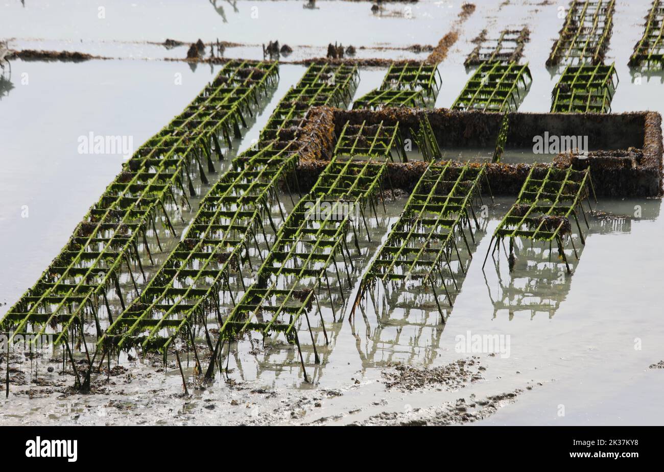 oyster cultivation on special infrastructures inside the sea water ...