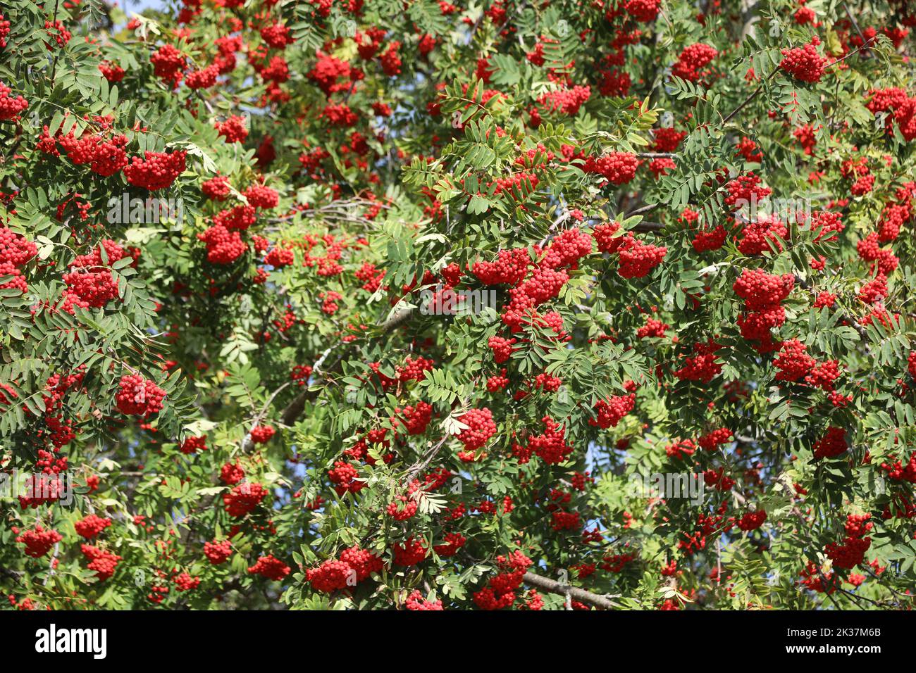 Tree with ripe red berries called Sorbus aucuparia or commonly rowan in ...