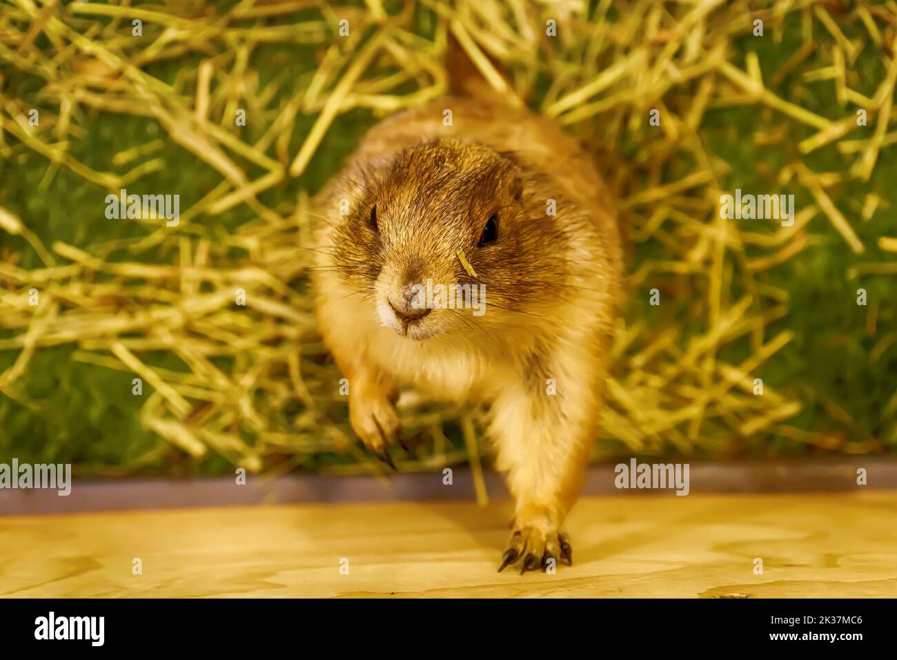 A beautiful shot of a prairie dog staring at the camera Stock Photo - Alamy