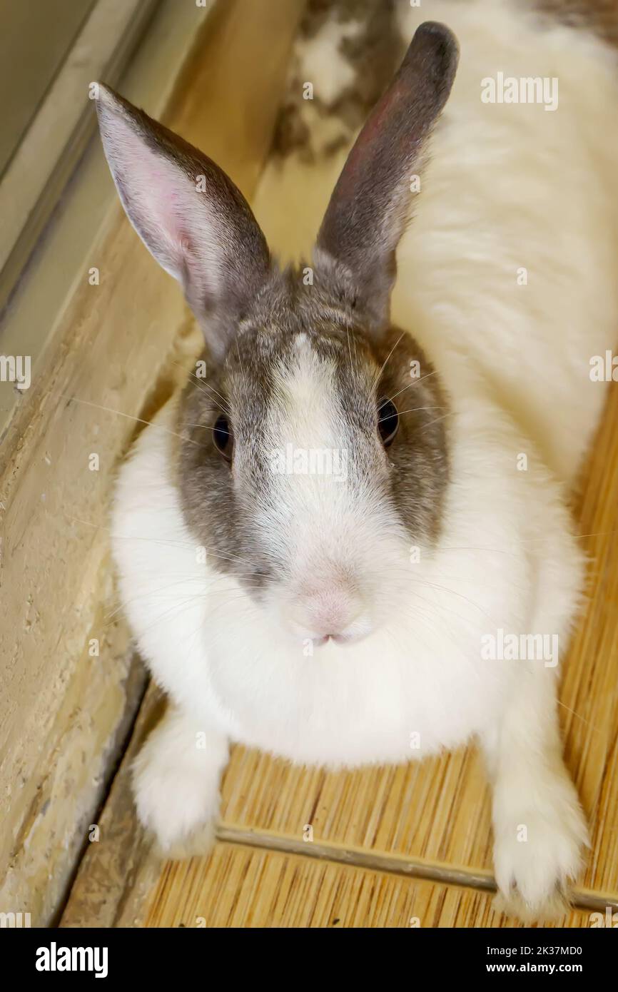 A beautiful shot of a rabbit staring at the camera Stock Photo - Alamy