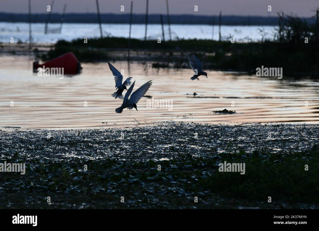 Weishan lake hi-res stock photography and images - Alamy