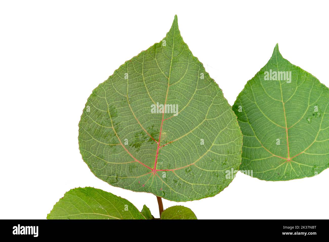 Close up of green heart-shaped Acalypha hispida leaf with detailed leaf ...