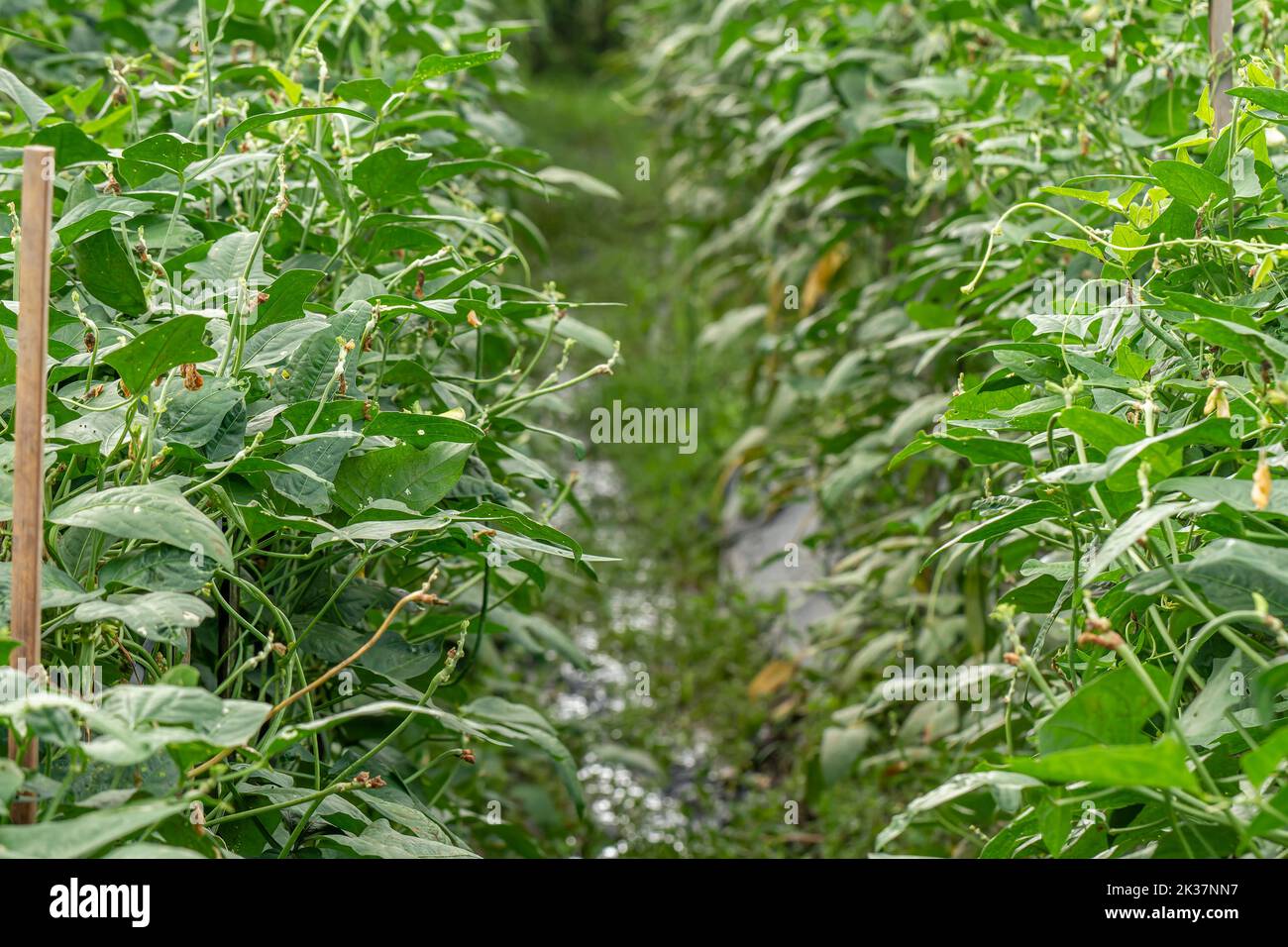 Long bean vegetable garden with green leaves and small long green fruit ...