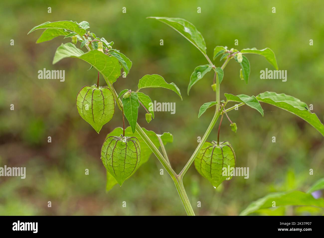Ground cherry hi-res stock photography and images - Alamy
