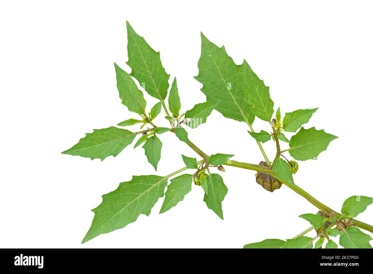 Close up of the green leaf buds of Ground Cherry (Physalis pruinosa ...