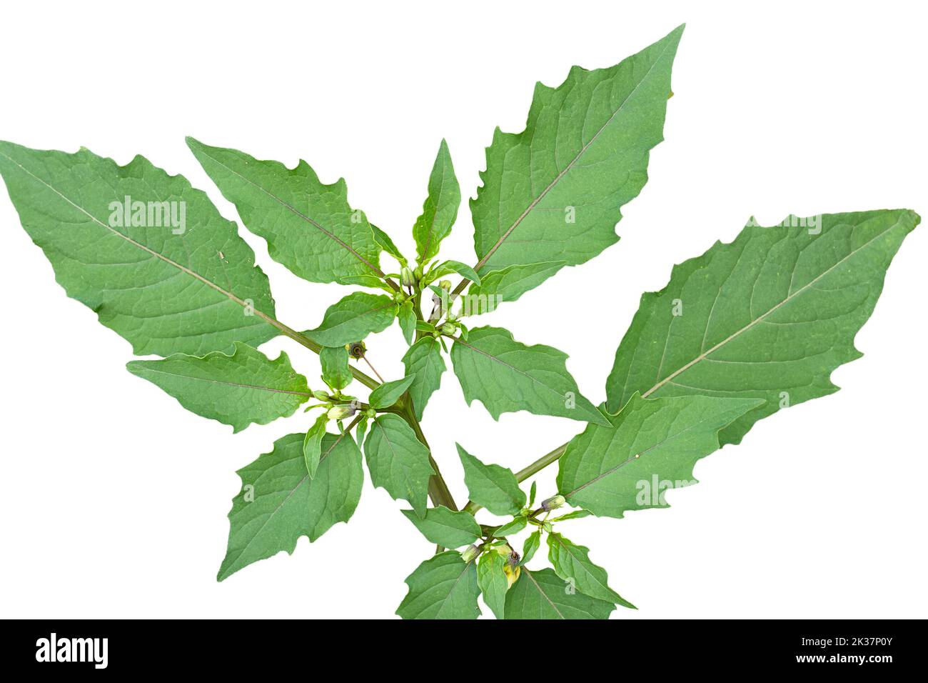 Close up of the green leaf buds of Ground Cherry (Physalis pruinosa ...