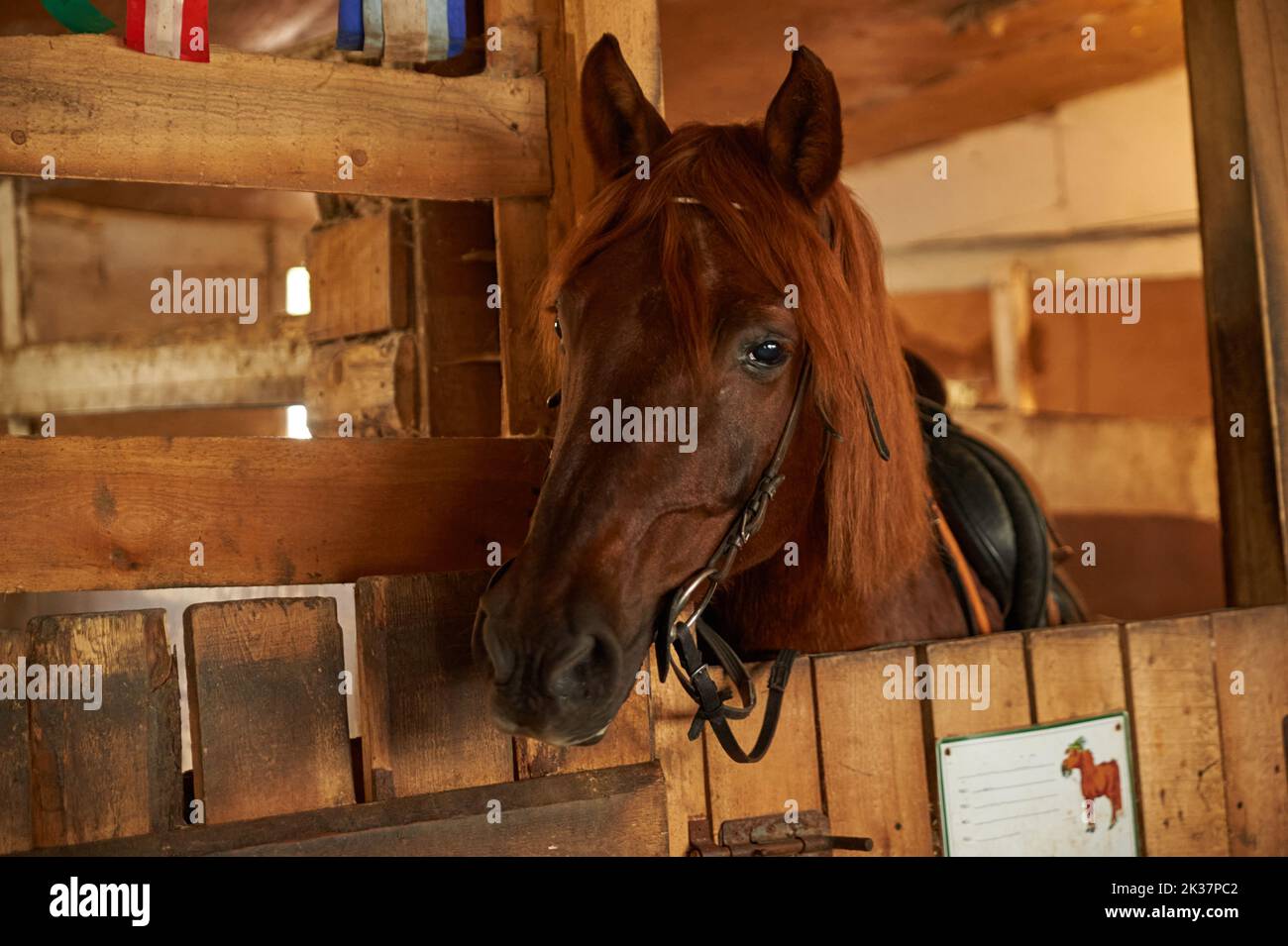 Beautiful horses, animals, pastures, stables, riding Portrait of a ...