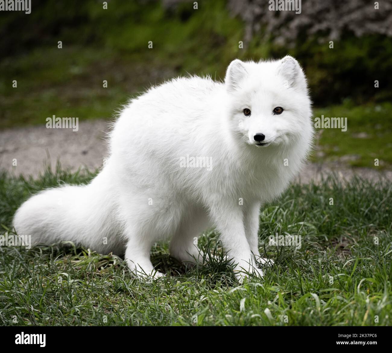 A closeup of a beautiful white Arctic Fox kit at Point Defiance Zoo ...