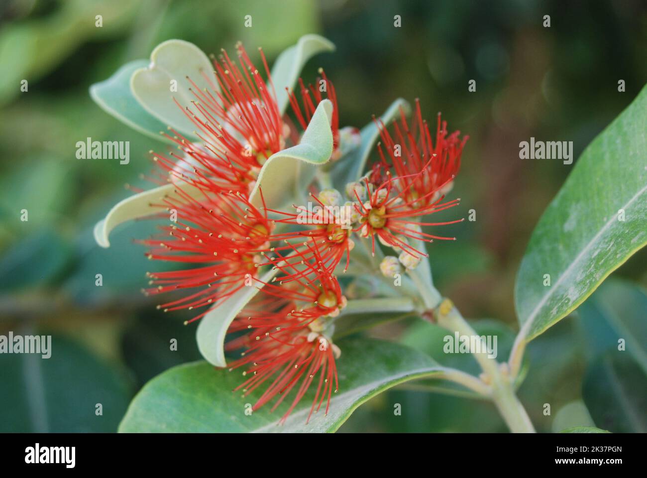 A closeup of a beautiful red Ohia Lehua flower and plant in a garden ...