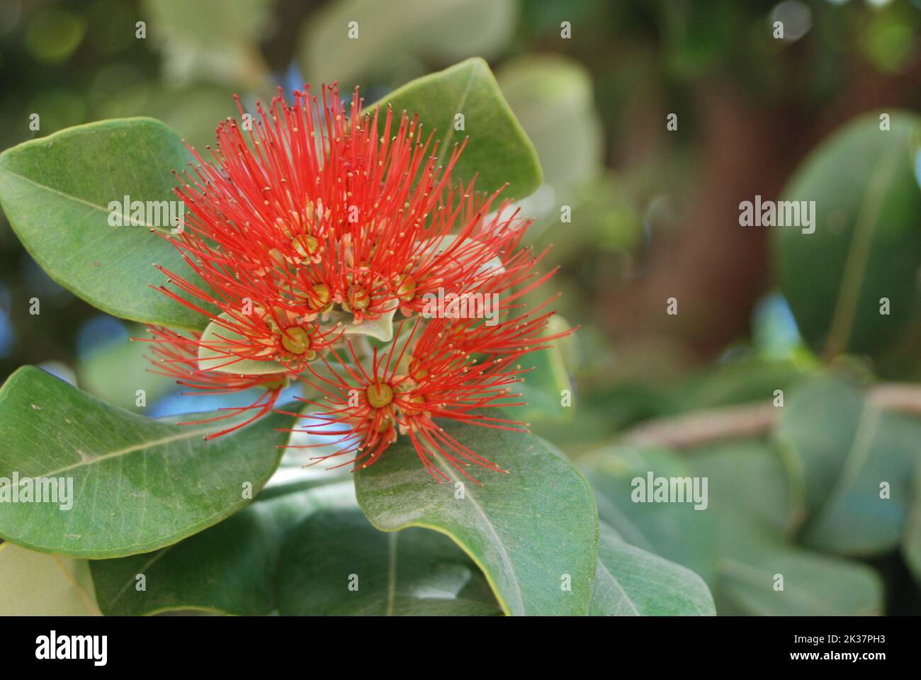 A closeup of a beautiful red Ohia Lehua flower and plant in a garden ...