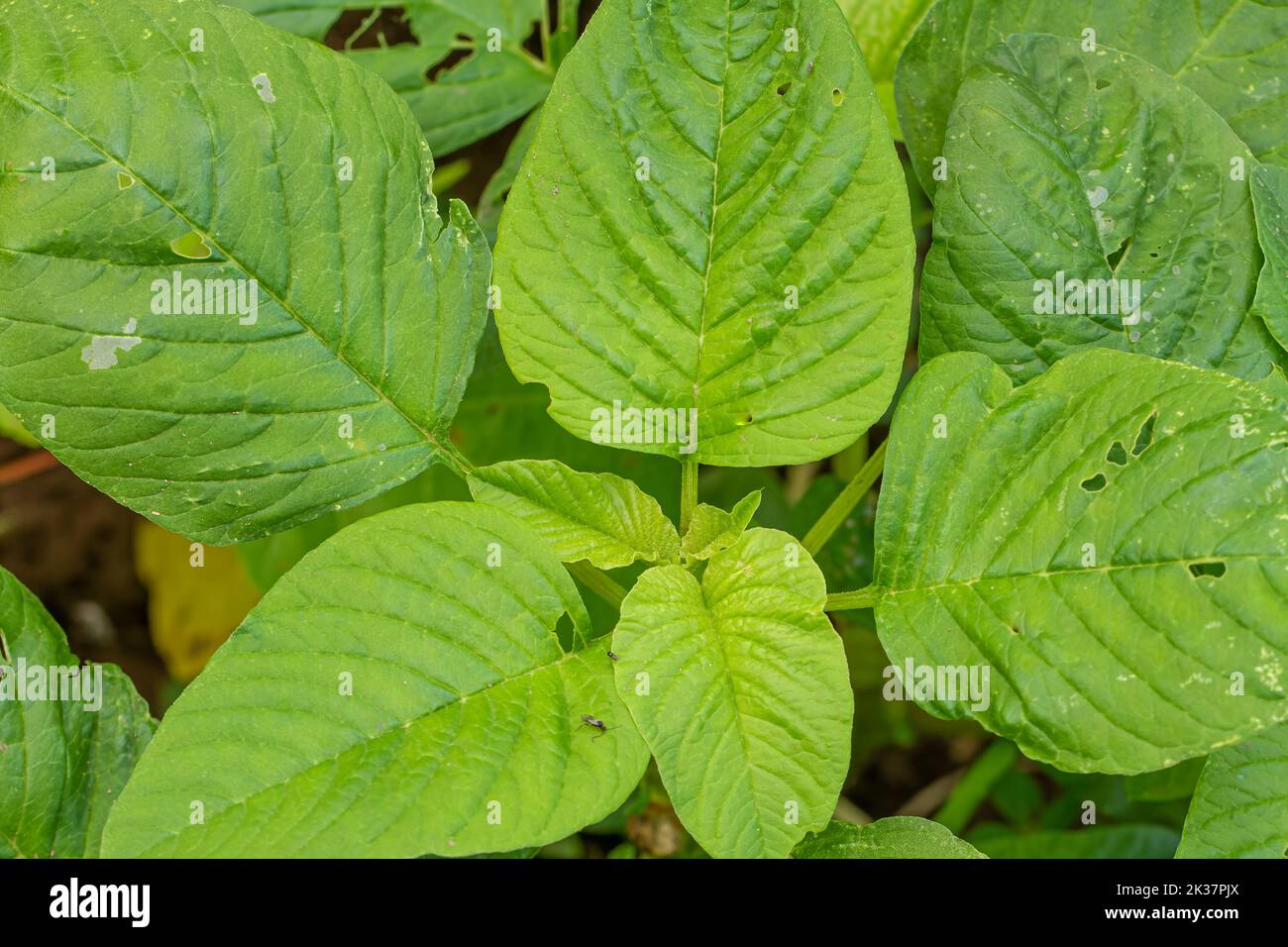 Close up of spinach shoots that are seen from above are fresh green and ...