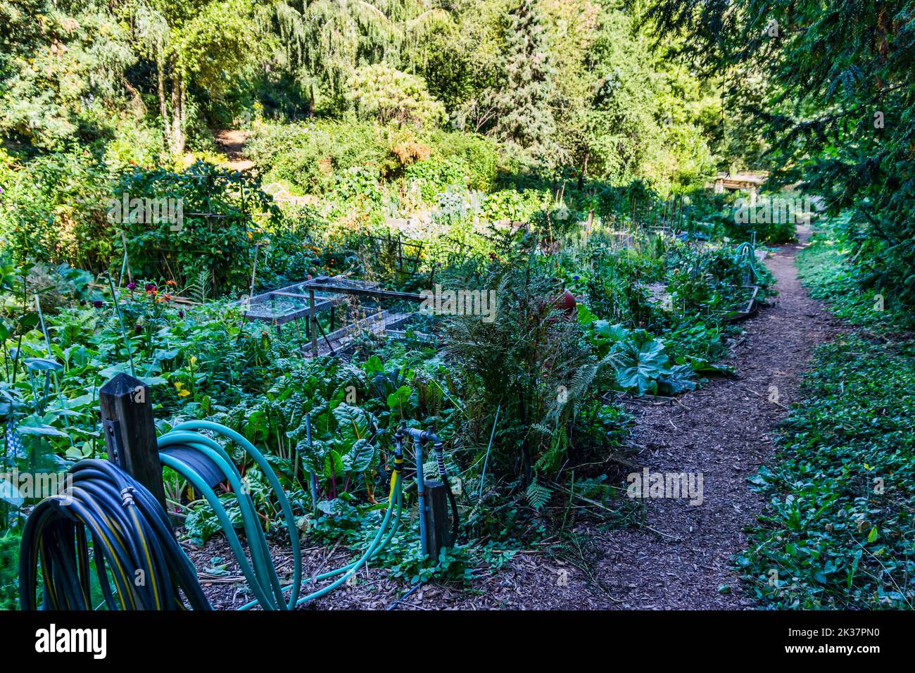 Large vibrant community garden pea patch in Seattle, Washington Stock ...