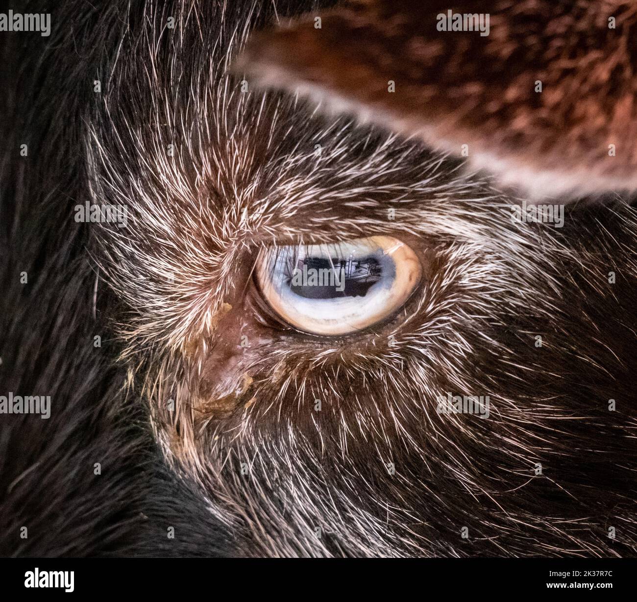 Goat eye pupil hi-res stock photography and images - Alamy