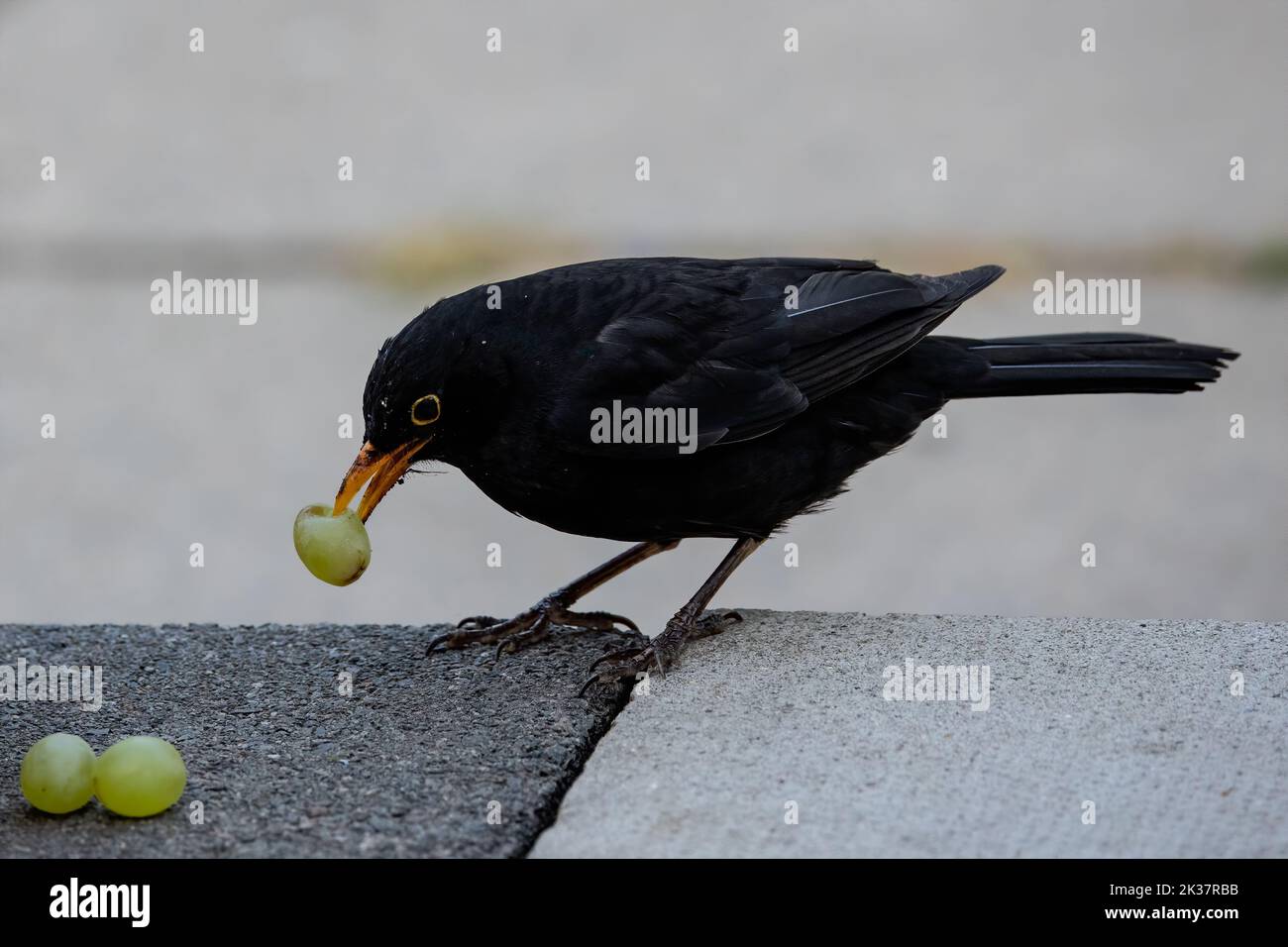 A black bird eating grape on the floor Stock Photo - Alamy