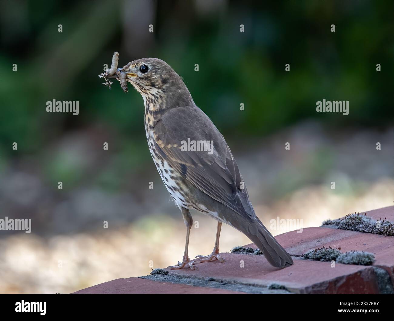 A Song thrush bird with a worm on its beak Stock Photo - Alamy