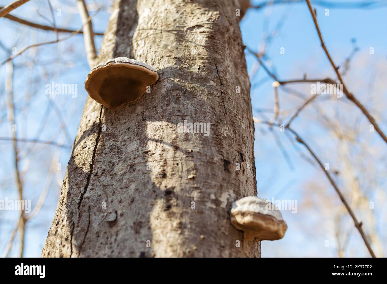 Tree with tinder fungus in an autumn forest Stock Photo - Alamy