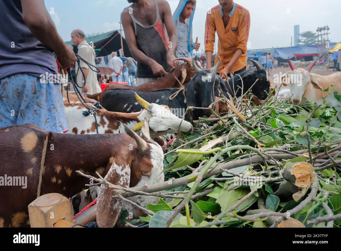 Kolkata, West Bengal, India - 11th August 2019 : Goats are being fed ...