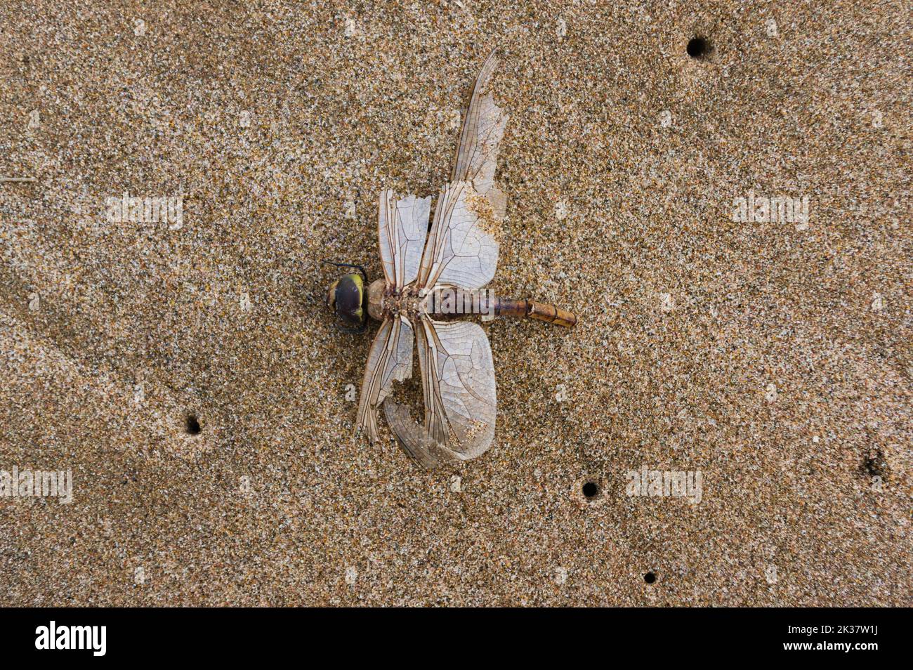 Dfirefly hi-res stock photography and images - Alamy