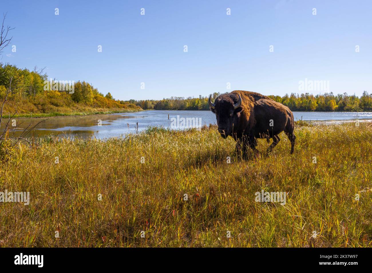 bison running in front of lake during autumn Stock Photo - Alamy