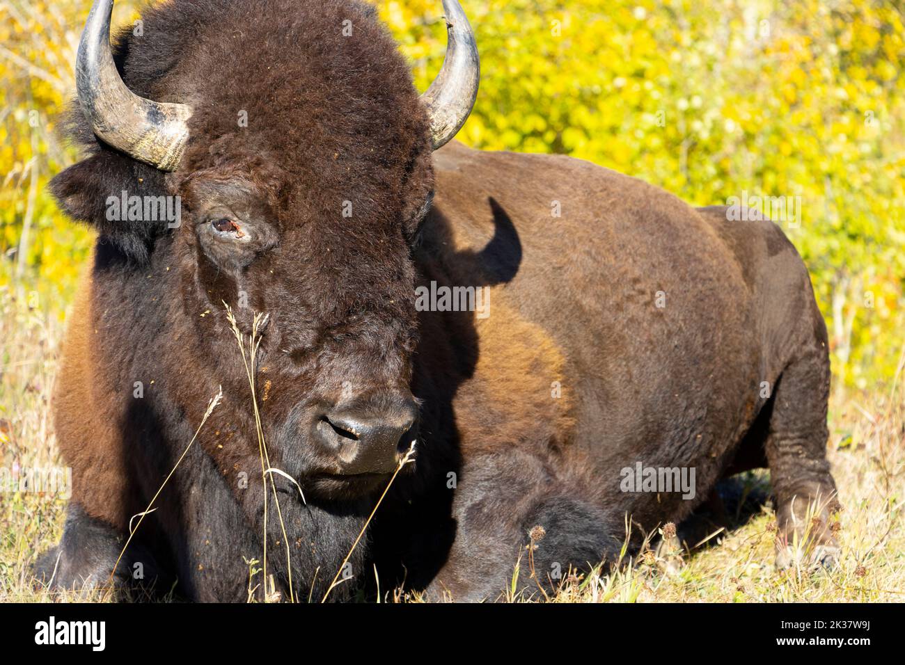 Close up of bison hi-res stock photography and images - Alamy
