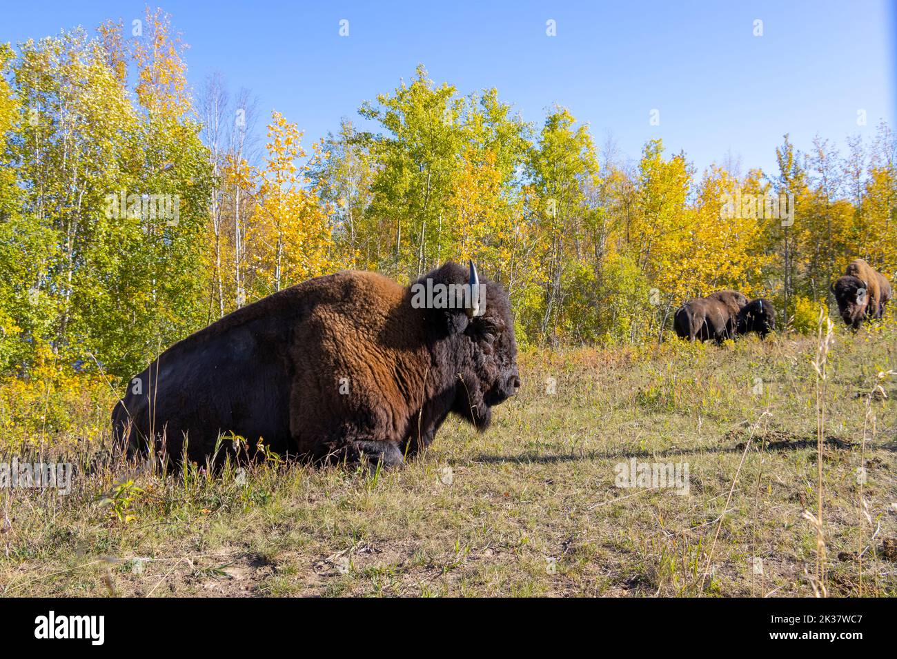 close up bison laying in grass with more bison in background Stock ...