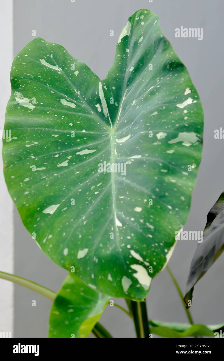 Colocasia Milky Way, Colocasia Milky Way Variegated, Colocasia ...