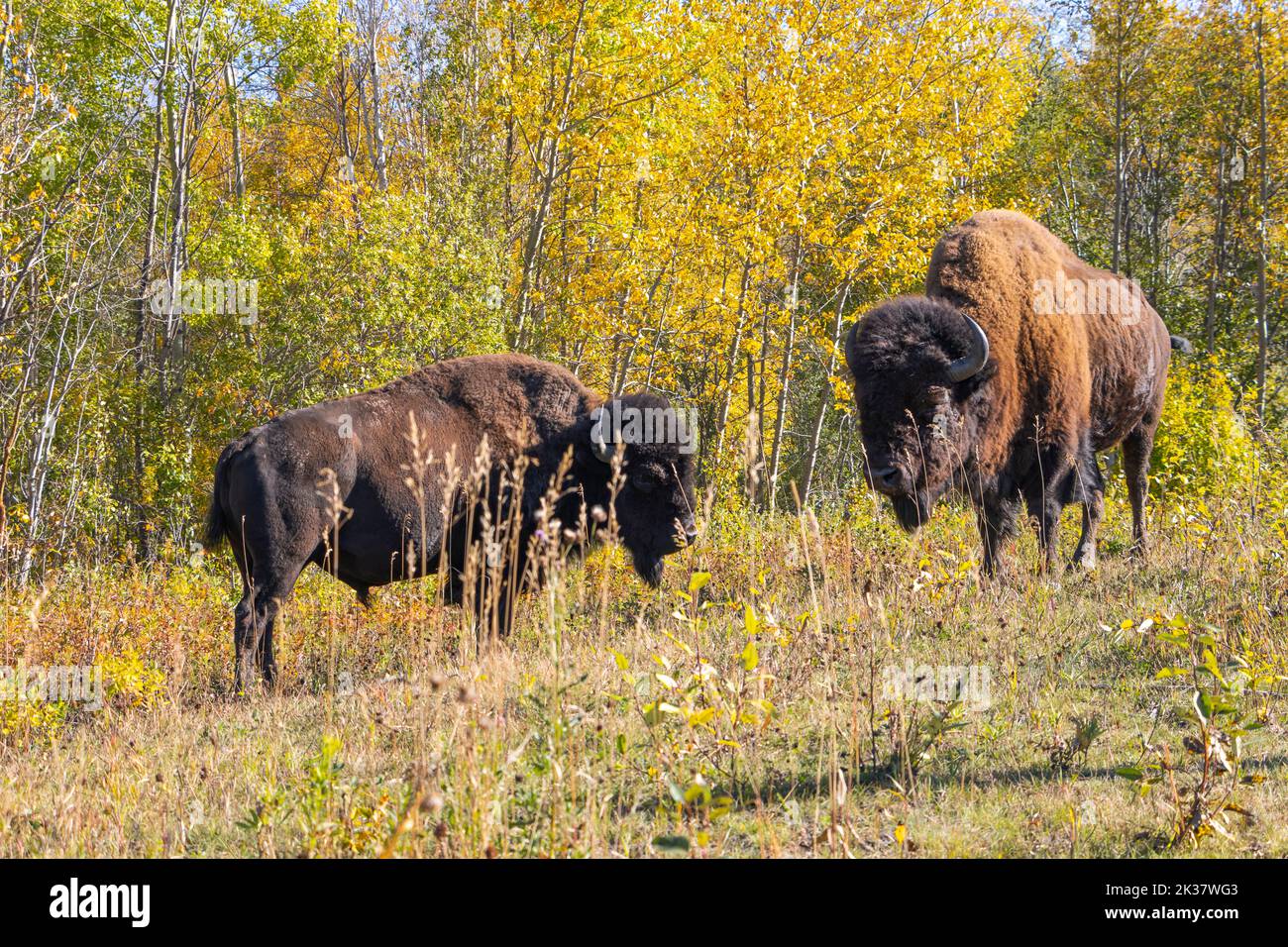 Close up bison standing in hi-res stock photography and images - Alamy