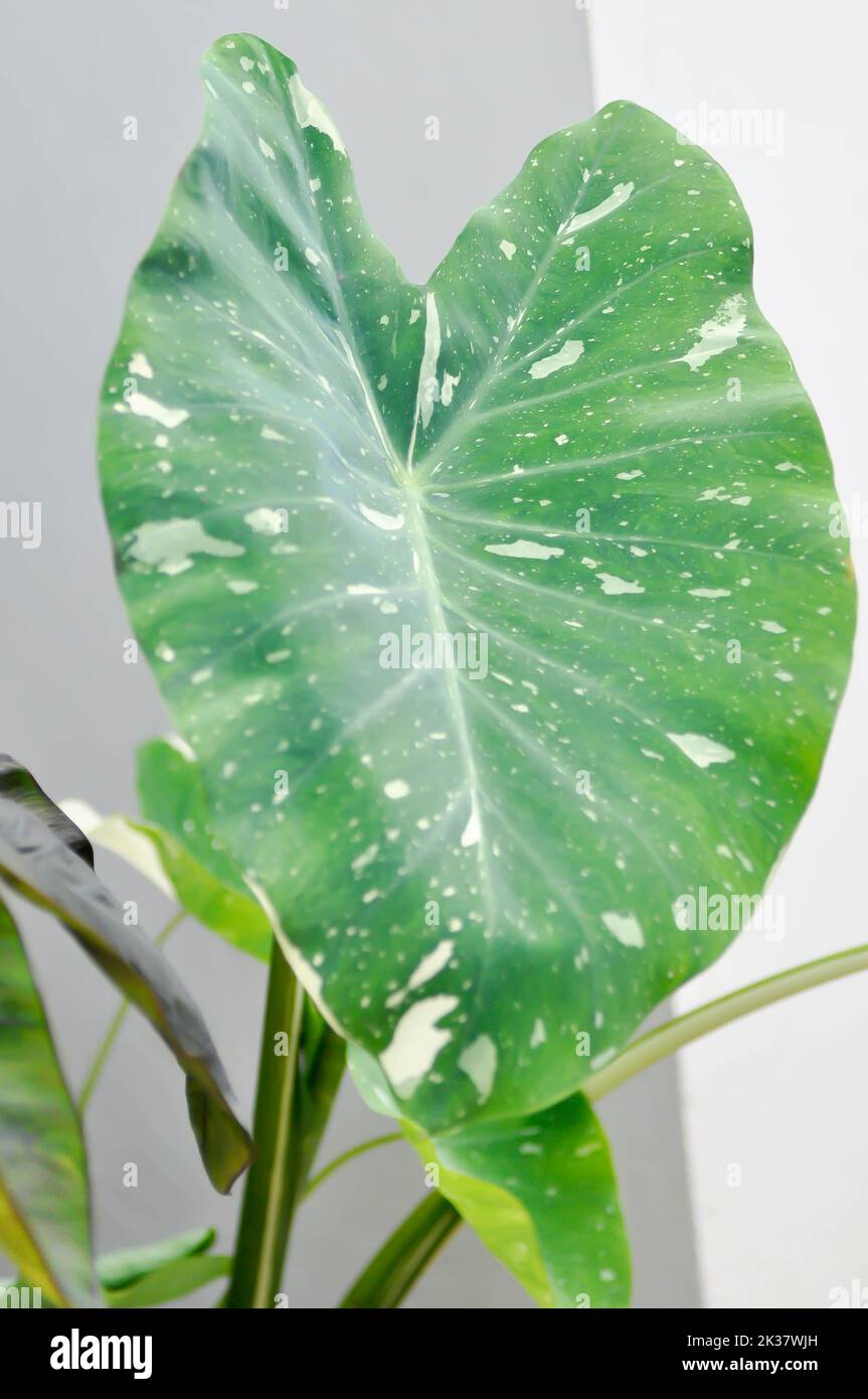 Colocasia Milky Way, Colocasia Milky Way Variegated, Colocasia ...