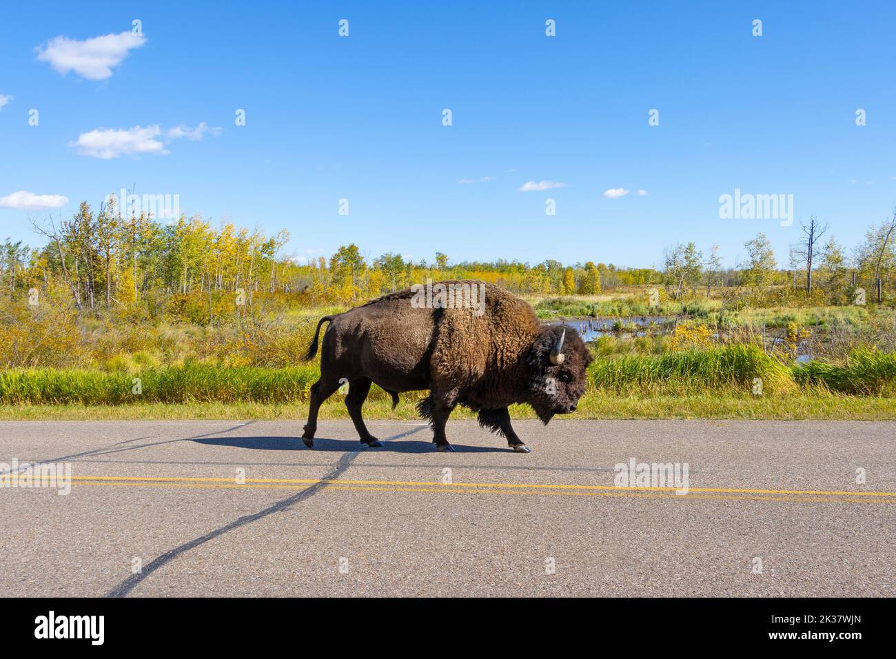 Walking habitat profile hi-res stock photography and images - Alamy