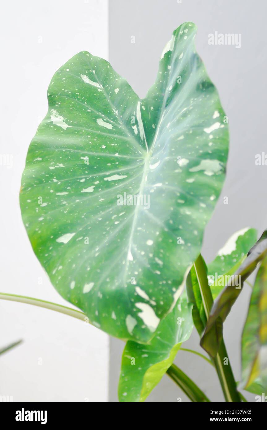 Colocasia Milky Way, Colocasia Milky Way Variegated, Colocasia ...
