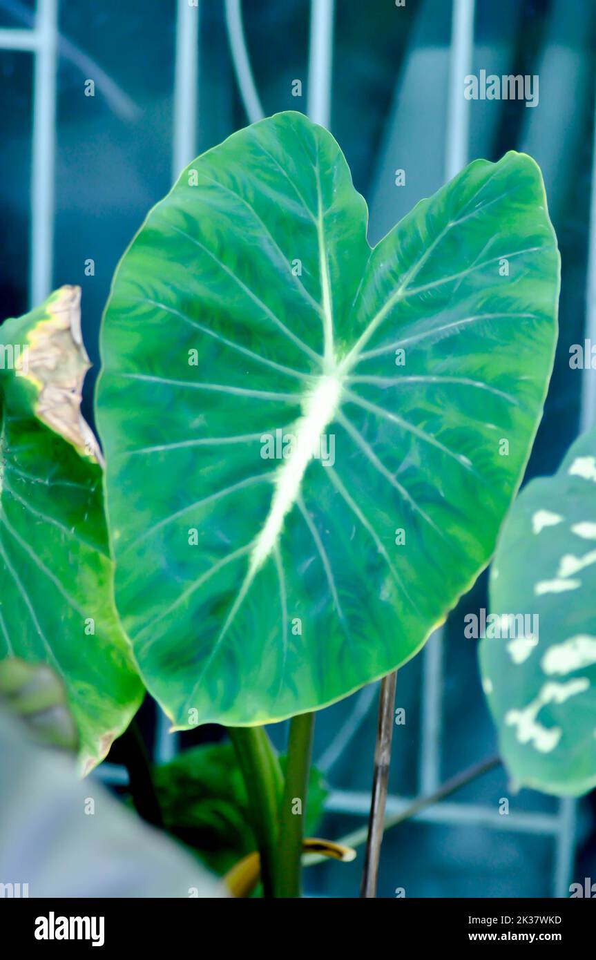 colocasia nancy or cultivar from Colocasia esculenta, Nancys Revenge ...