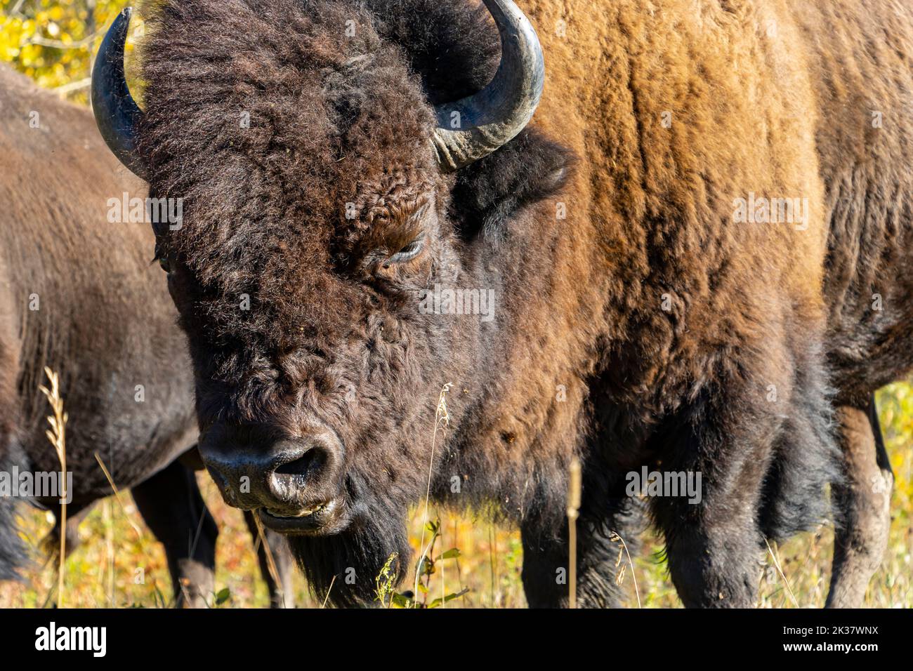 Close up of bison hi-res stock photography and images - Alamy