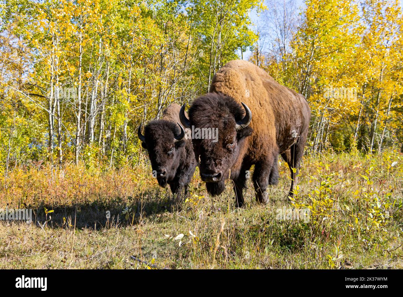 two bison looking at camera by autumn trees Stock Photo - Alamy