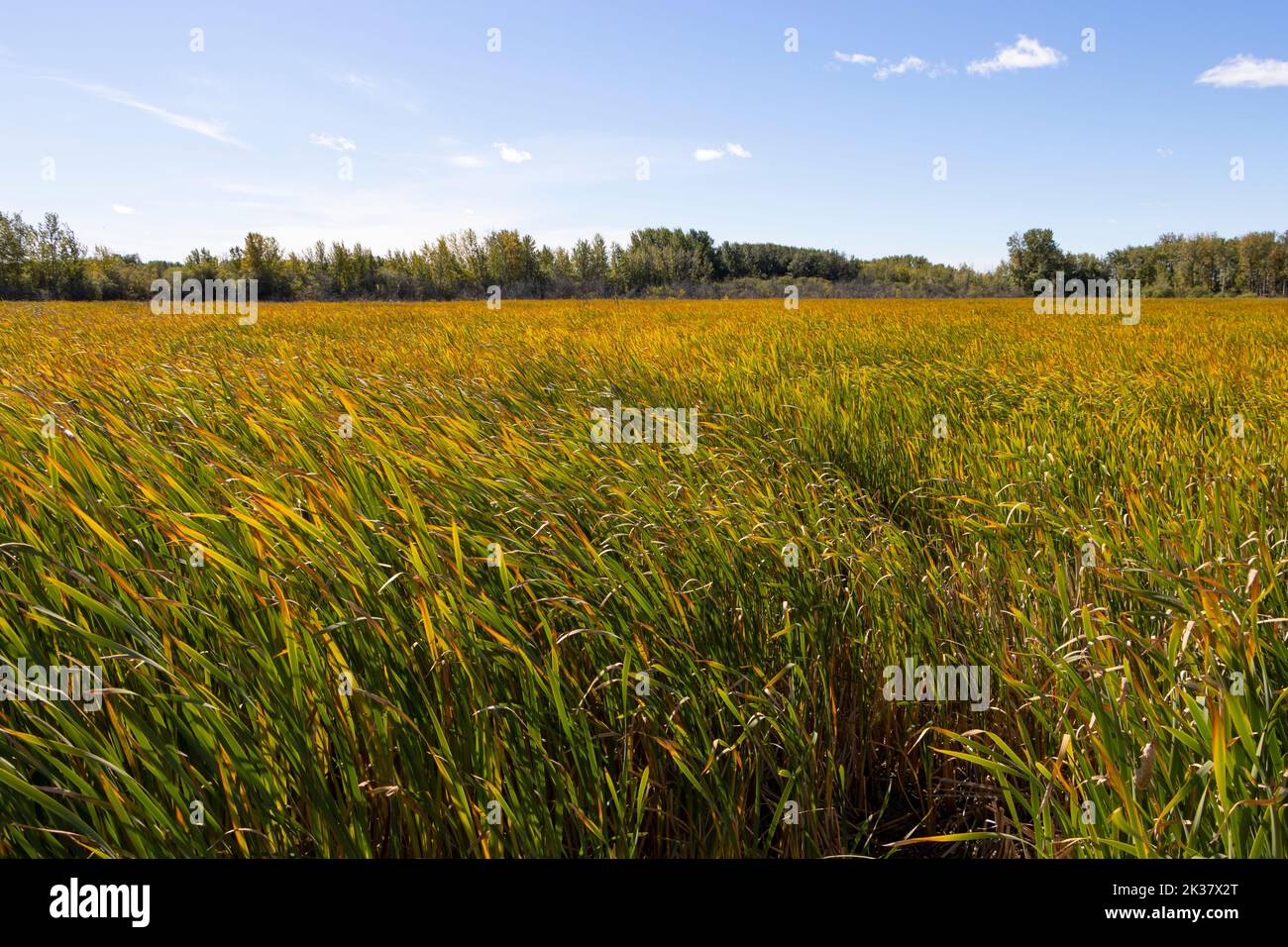 field of cattails in marsh Stock Photo - Alamy