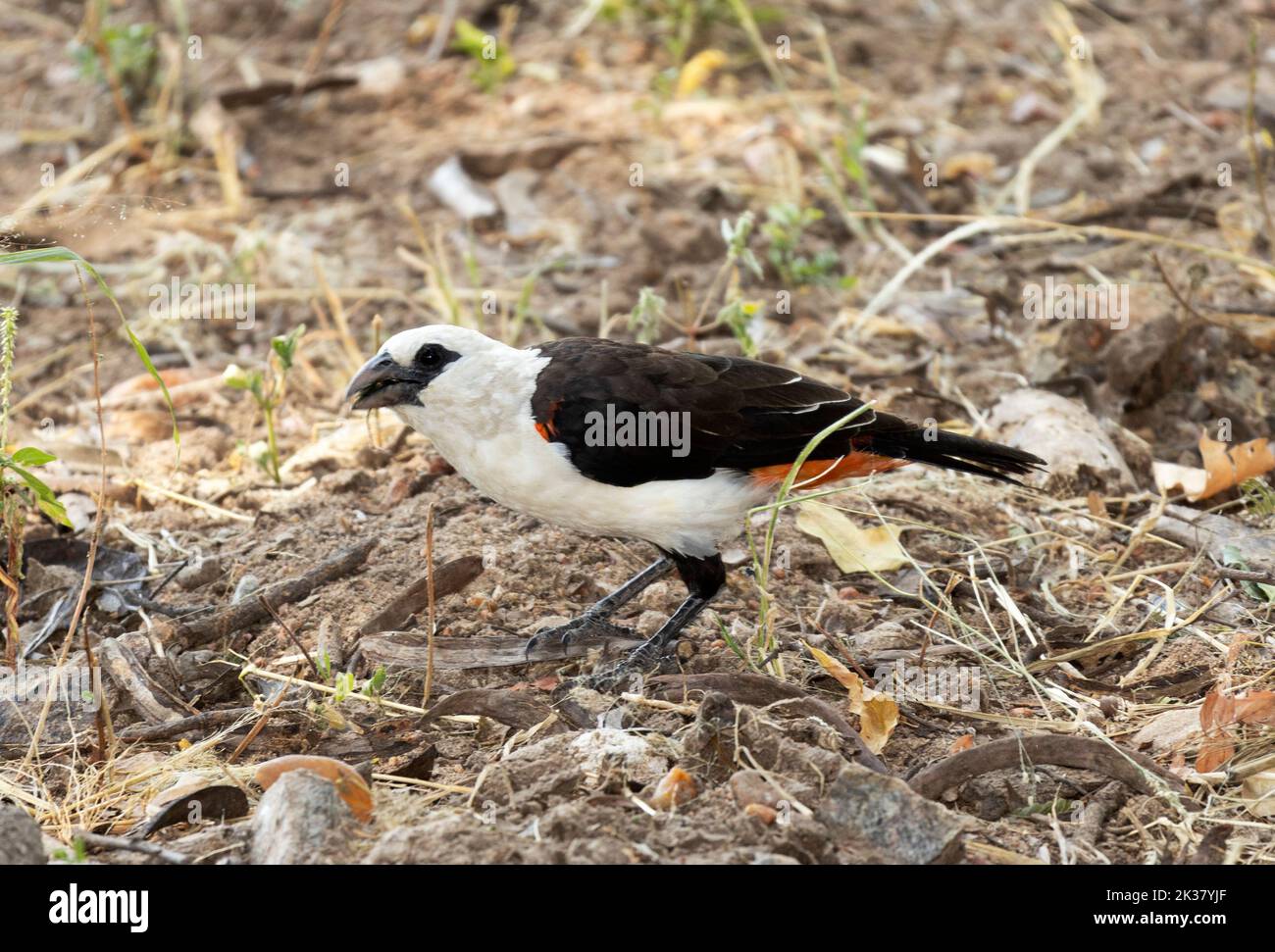 A bird of acacia savanna, the White-headed Buffalo Weaver is social ...