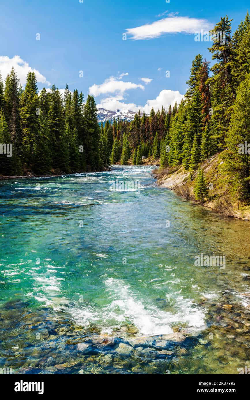 Maligne Lake Outlet stream; Jasper National Park; Alberta; Canada Stock ...
