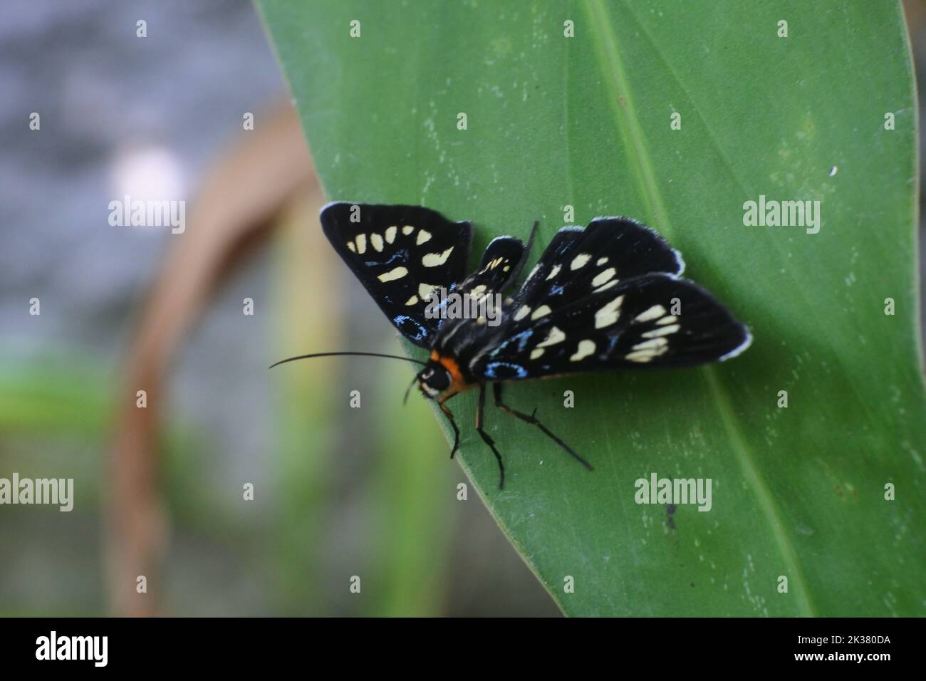 A closeup of a Australian grapevine moth on a green leaf of a plant ...