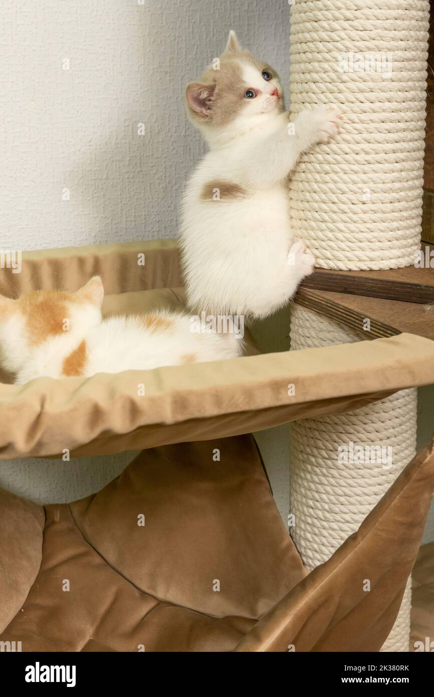 Cute pet cat of the British shorthair breed is playing on a cat tree at ...