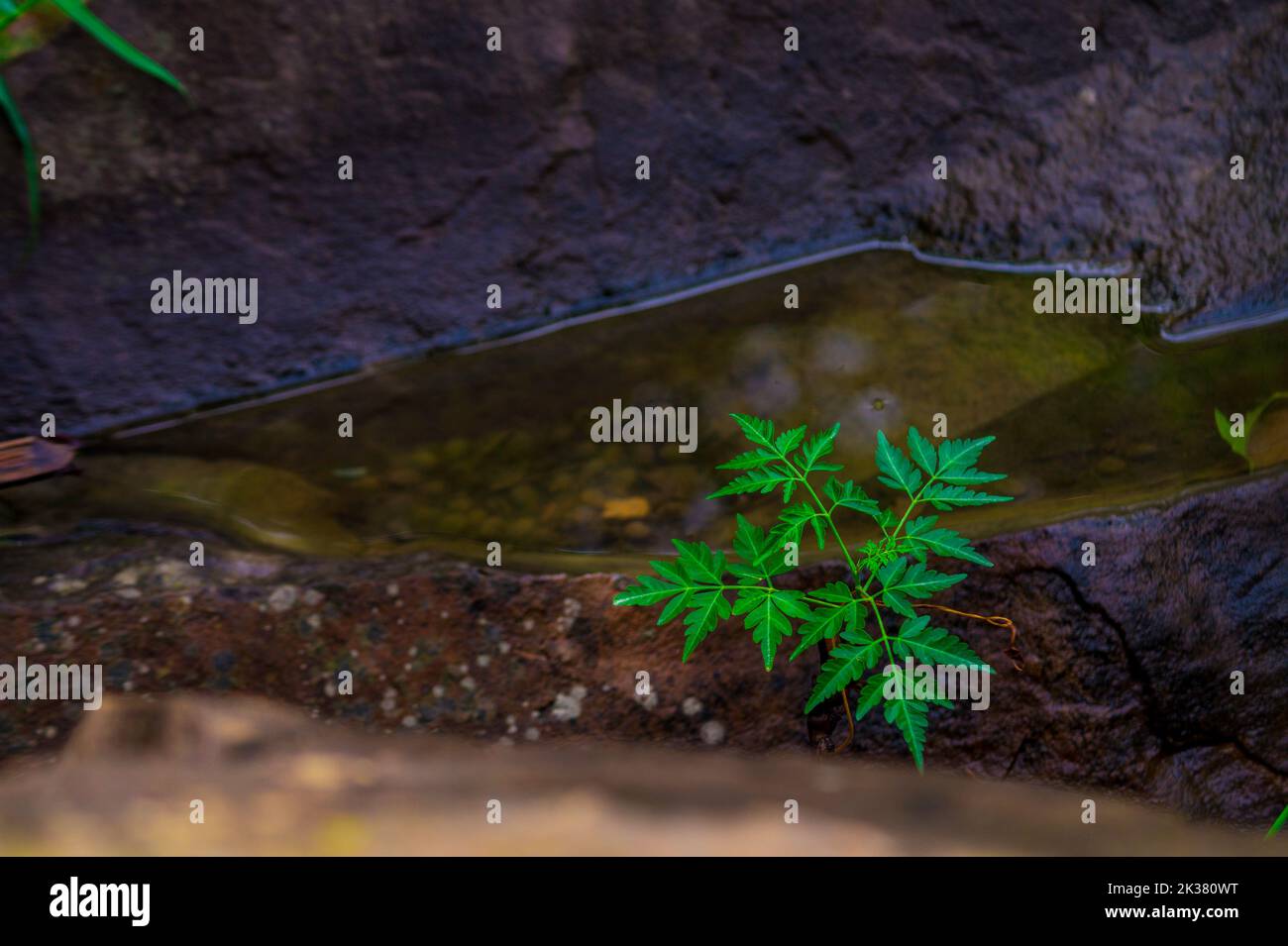 A small wild fern plant growing in a park Stock Photo - Alamy