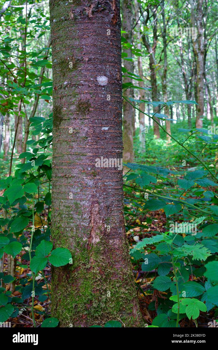 A close up of the trunk or bole of a Wild Cherry tree Stock Photo - Alamy