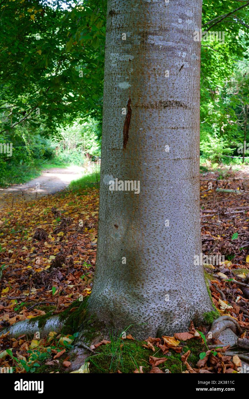 Lime tree bark hi-res stock photography and images - Alamy