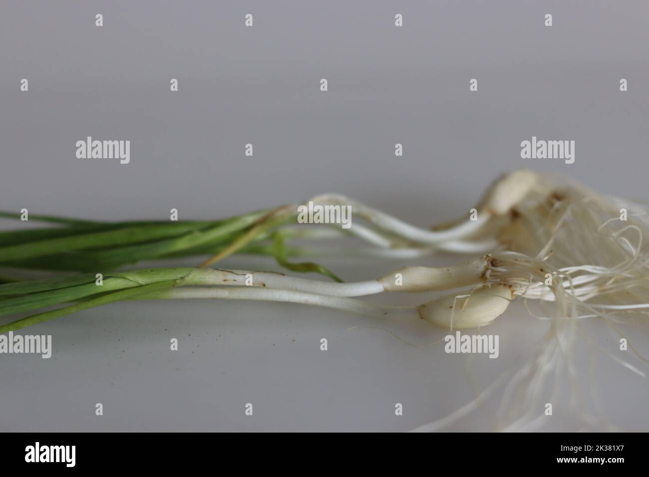 Spring garlic or hara lehsun or Green Garlic. Young garlic harvested ...