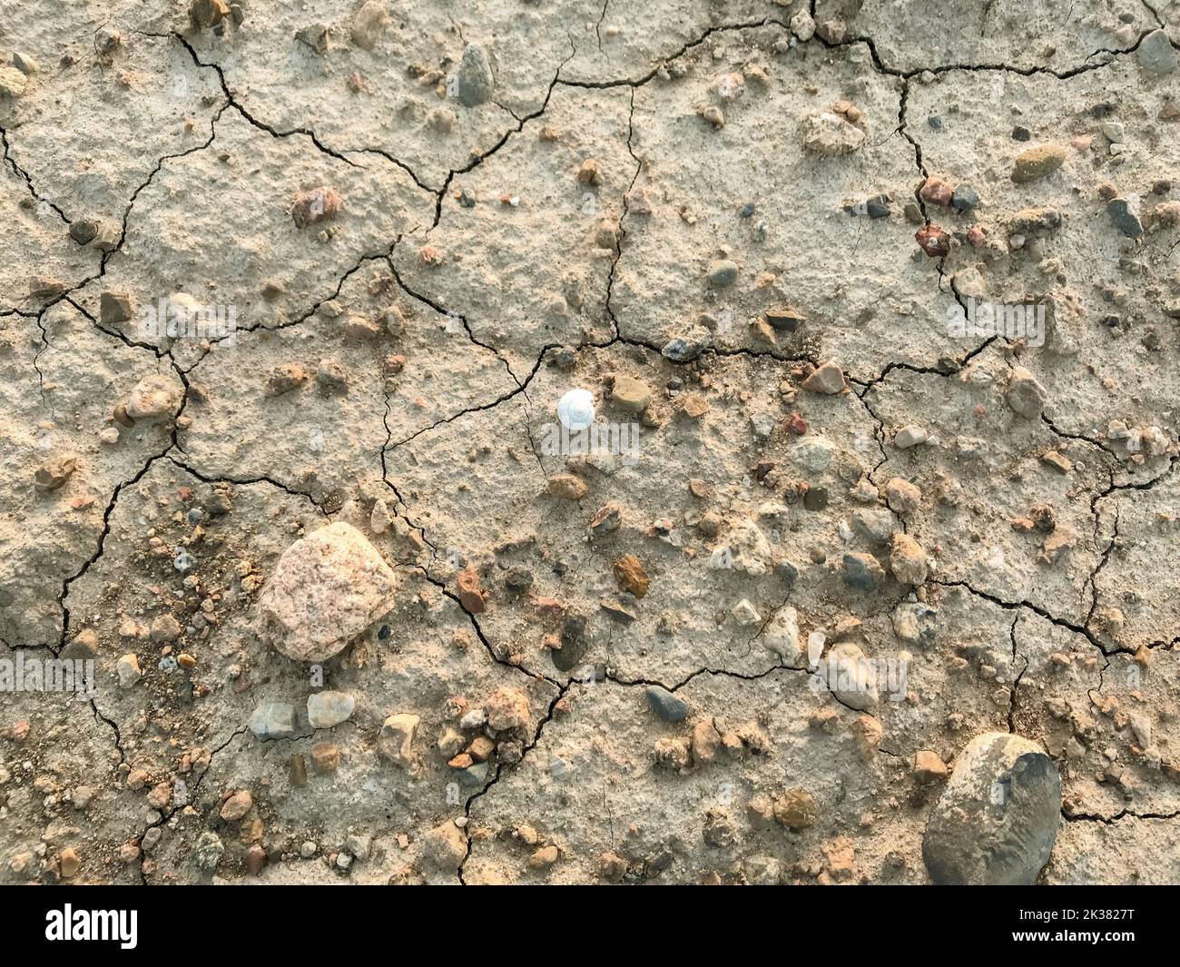 The texture of a dry cracked surface of a dried riverbed with a small ...