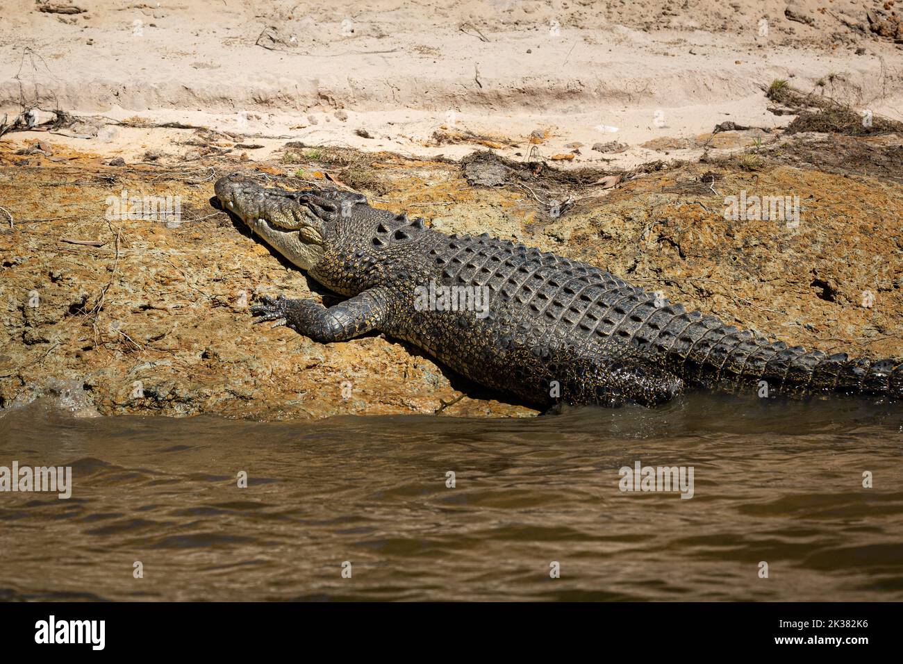 Wild crocodile in the warm sunlight of the sunset at cahills crossing ...
