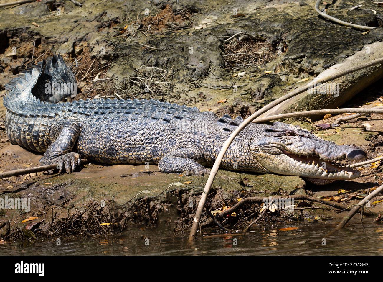 Wild crocodile in the warm sunlight of the sunset at cahills crossing ...