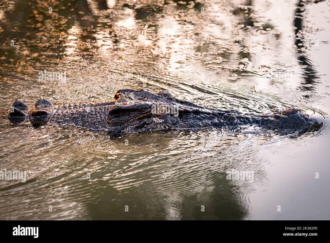 Wild crocodile waiting for fish at cahills crossing in the Northern ...