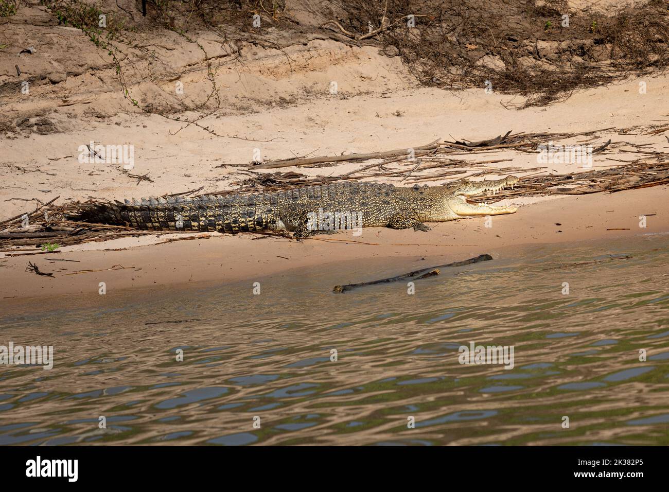 Wild crocodile in the warm sunlight of the sunset at cahills crossing ...